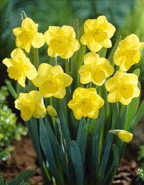 Narcissen - Jansens Overseas