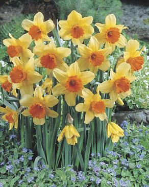 Narcissen - Jansens Overseas